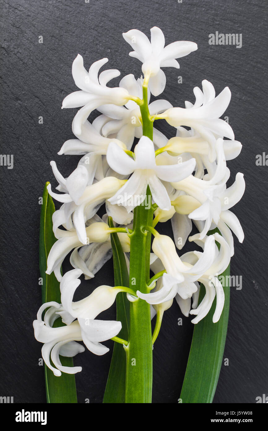 Single cut flower of white hyacinth. Studio Photo Stock Photo - Alamy