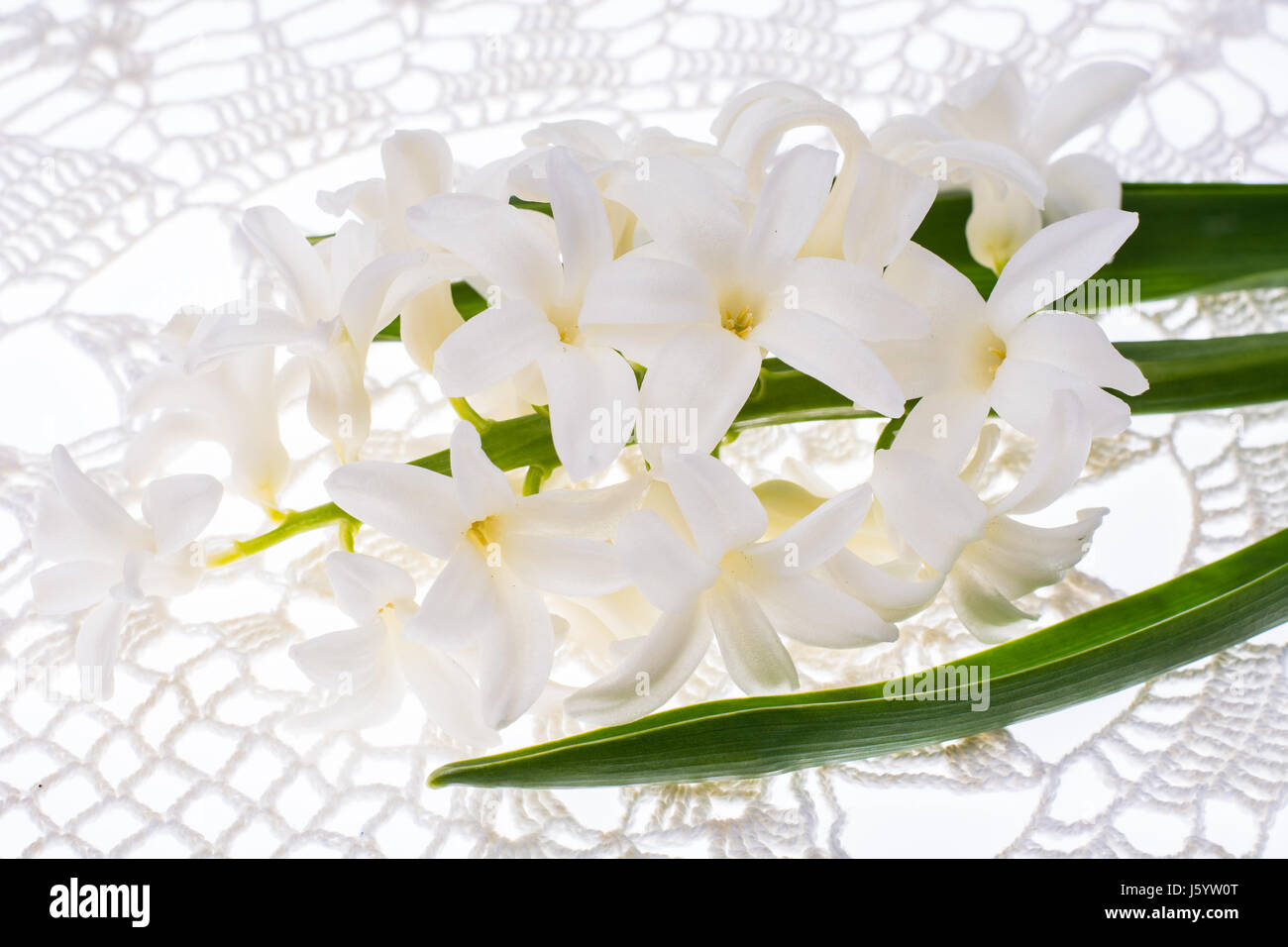 Single cut flower of white hyacinth. Studio Photo Stock Photo - Alamy
