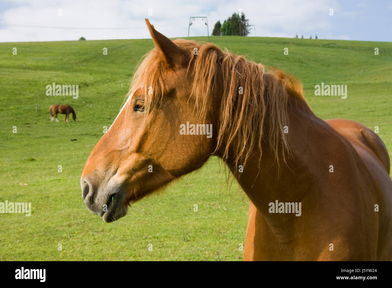 bay stallion in closeup Stock Photo - Alamy