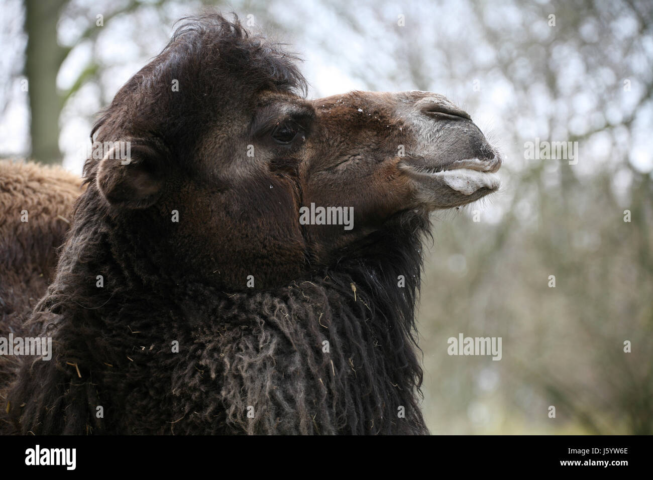 camel bactrian beast of burden animal mammal brown brownish brunette ...