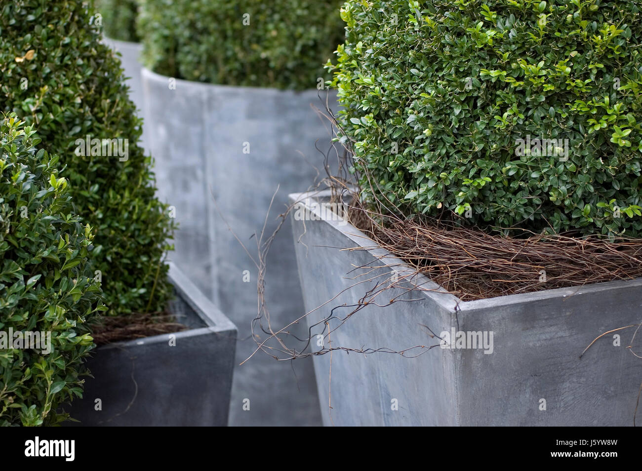 garden green box-tree vessel front garden tubs gardens grey gray garden ...