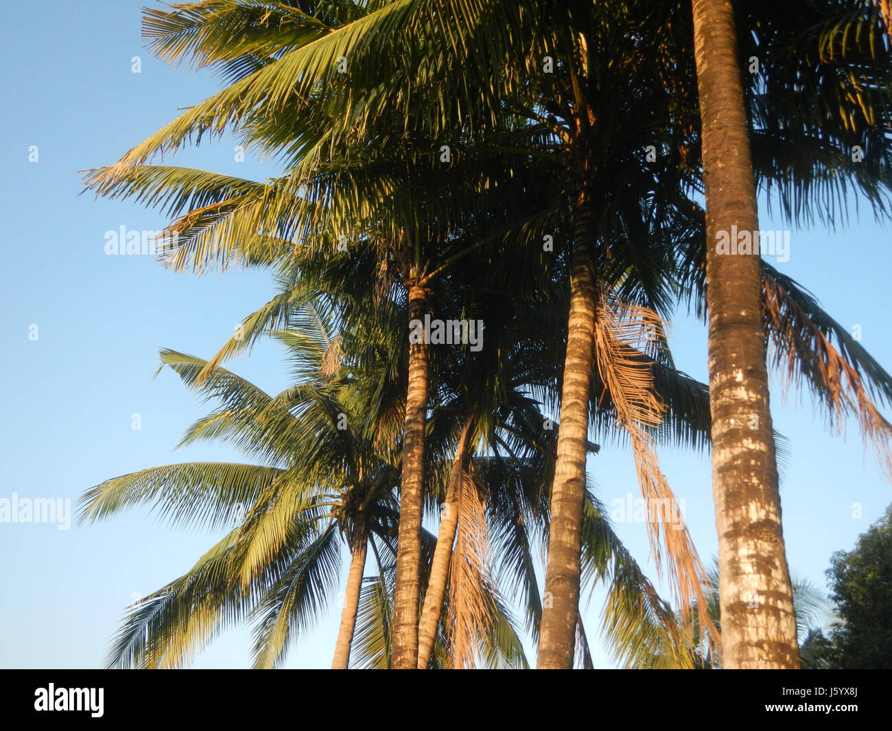 02886 Sunsets Coconut trees in Bulacan Irrigation Bridge Pulilan ...