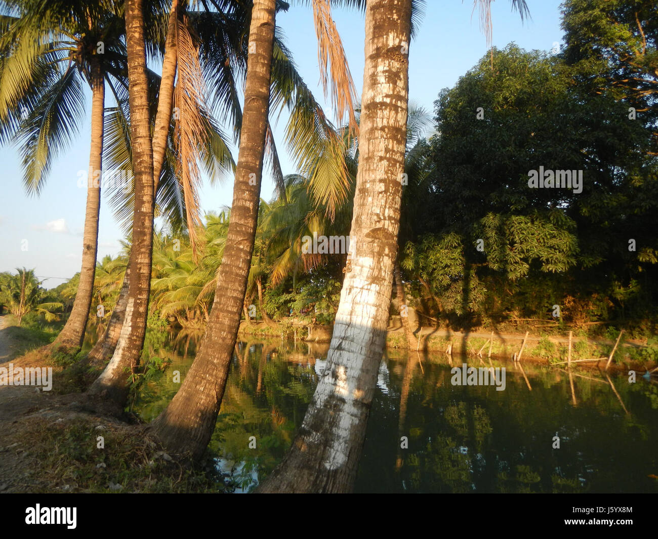 This image captures the serene beauty of a sunset over coconut trees in ...