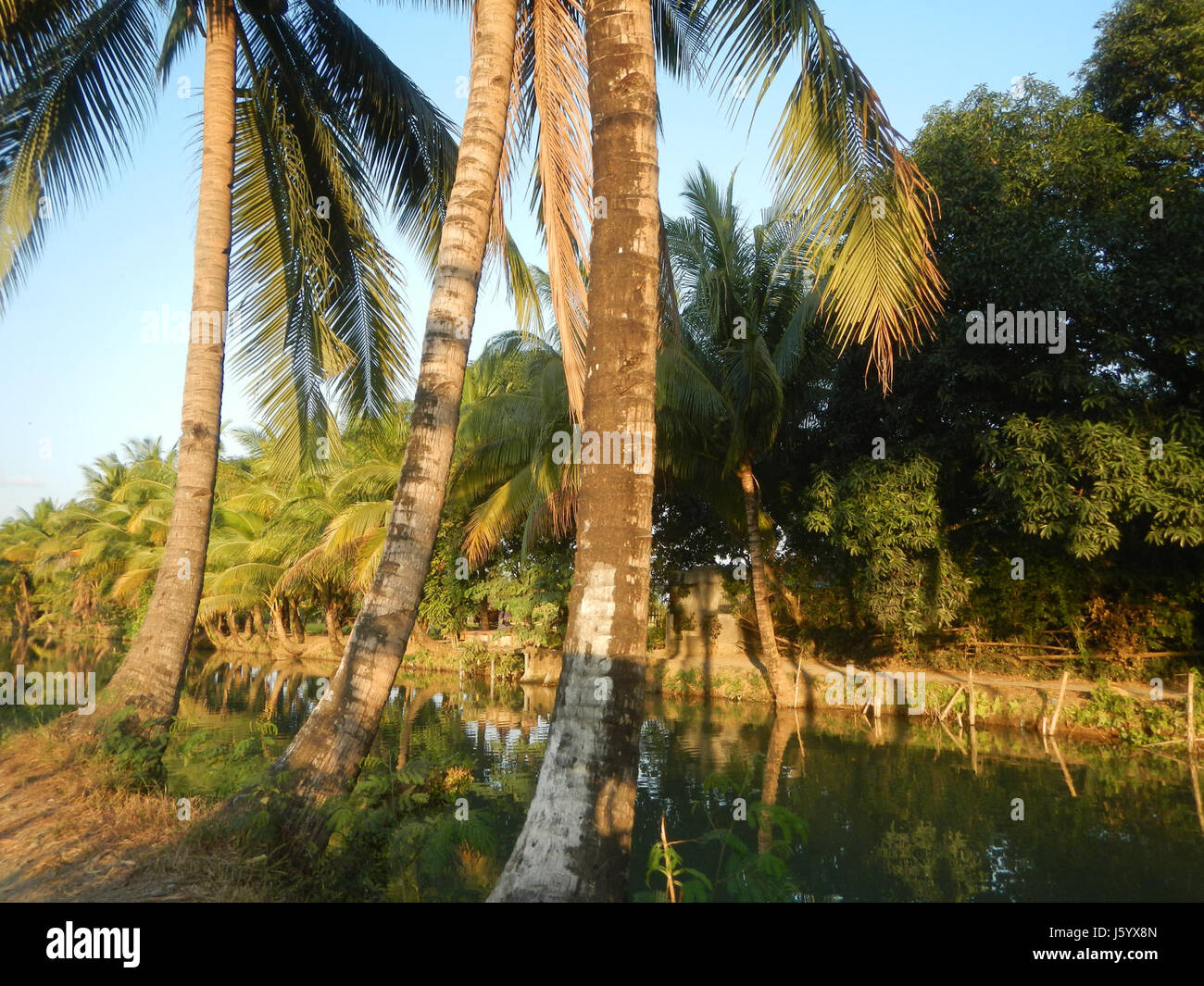 Trees fields visible on hi-res stock photography and images - Alamy