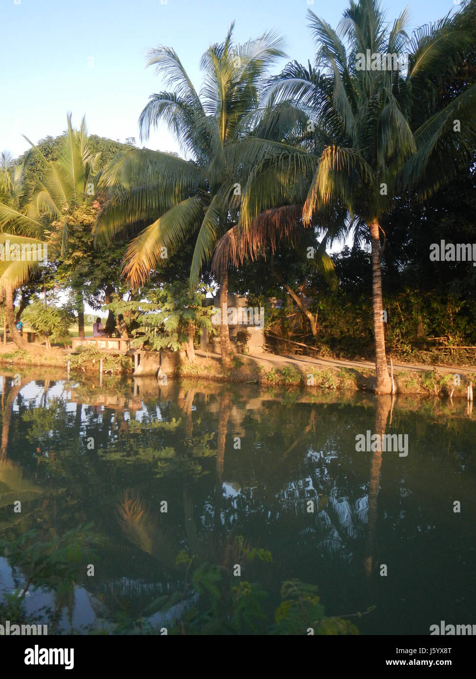 This photograph captures the serene sunset over coconut trees in ...