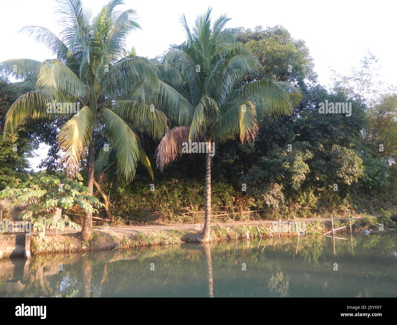 This image captures the stunning sunsets over the coconut trees in ...