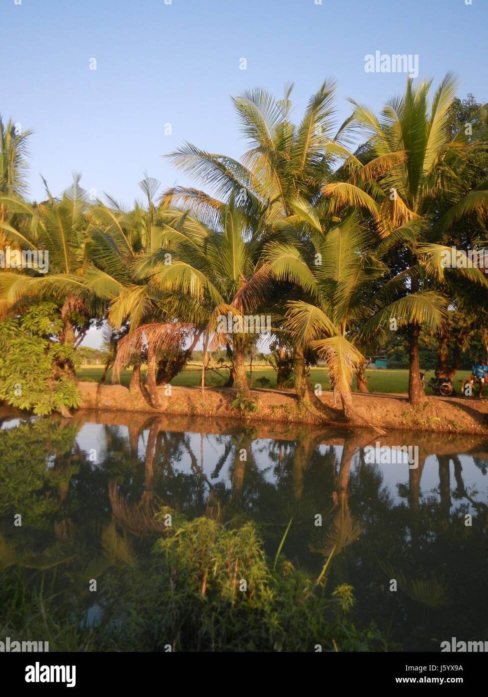 This image captures a sunset view over coconut trees in Bulacan ...