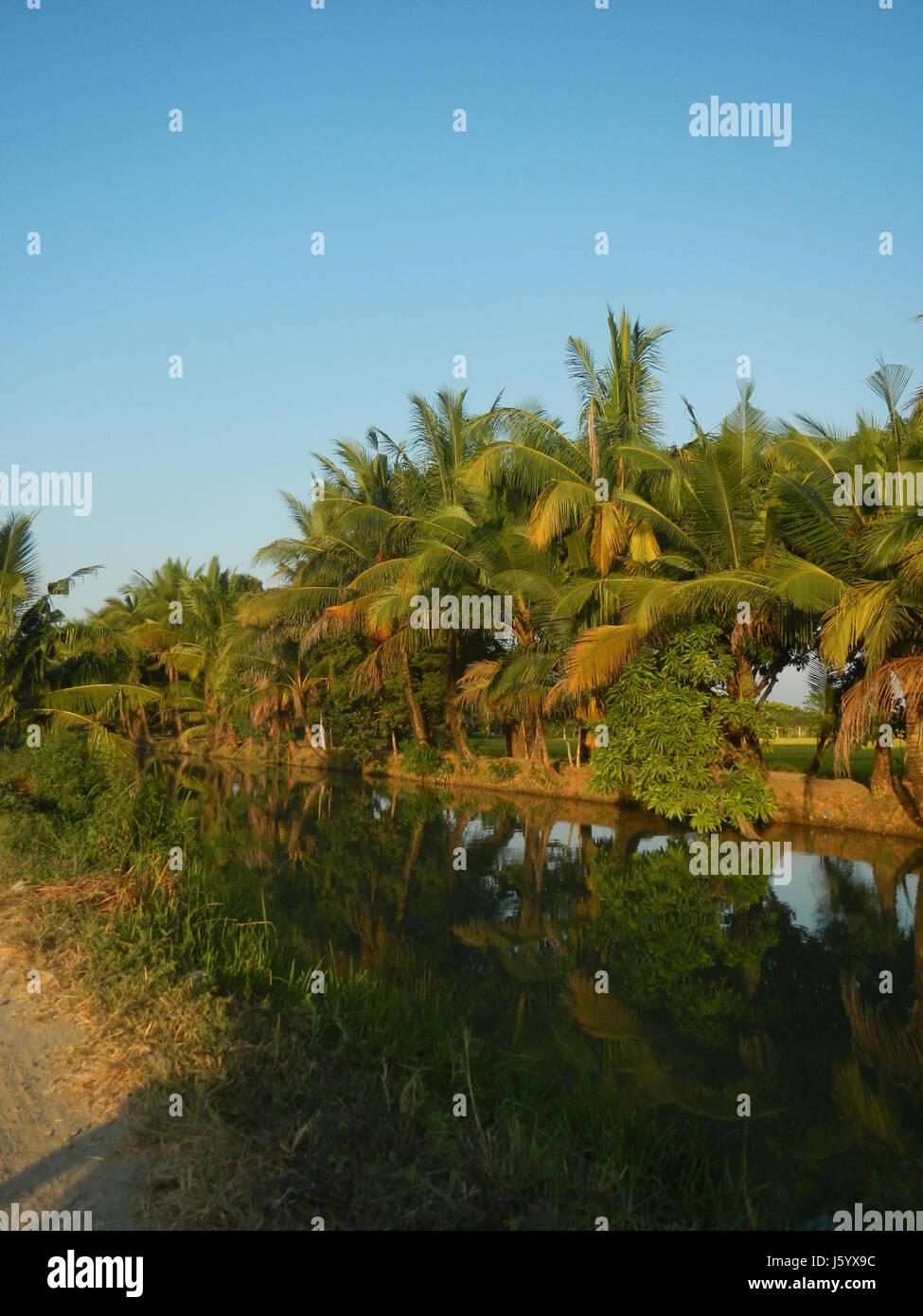 This image captures a scenic view of sunsets behind coconut trees in ...