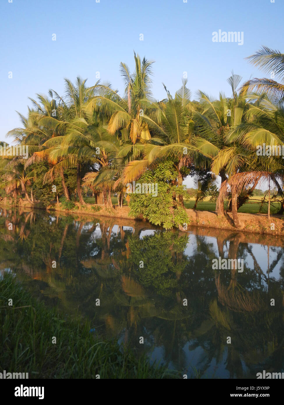 02886 Sunsets Coconut trees in Bulacan Irrigation Bridge Pulilan ...