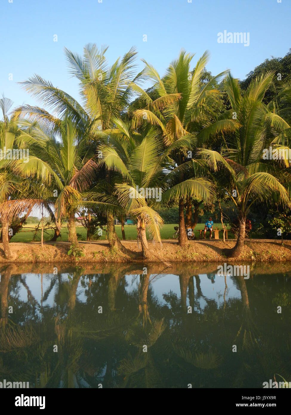 02886 Sunsets Coconut trees in Bulacan Irrigation Bridge Pulilan ...