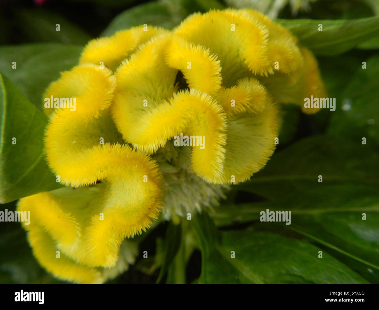 Celosia cristata cockscomb hi-res stock photography and images - Alamy