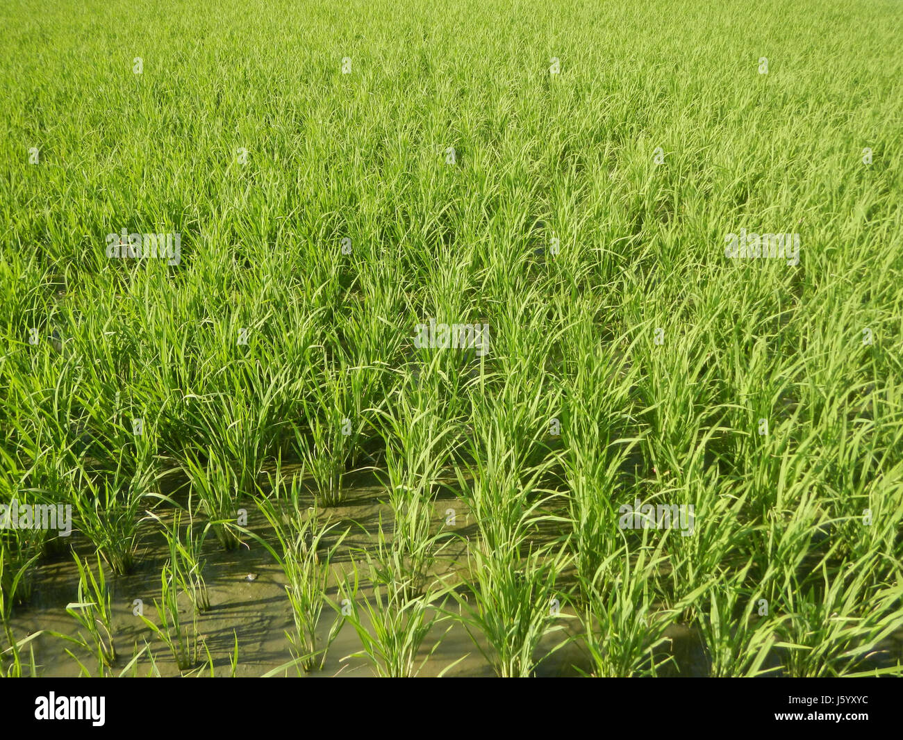 This entry refers to the fields and overpasses along the NLEx (North ...