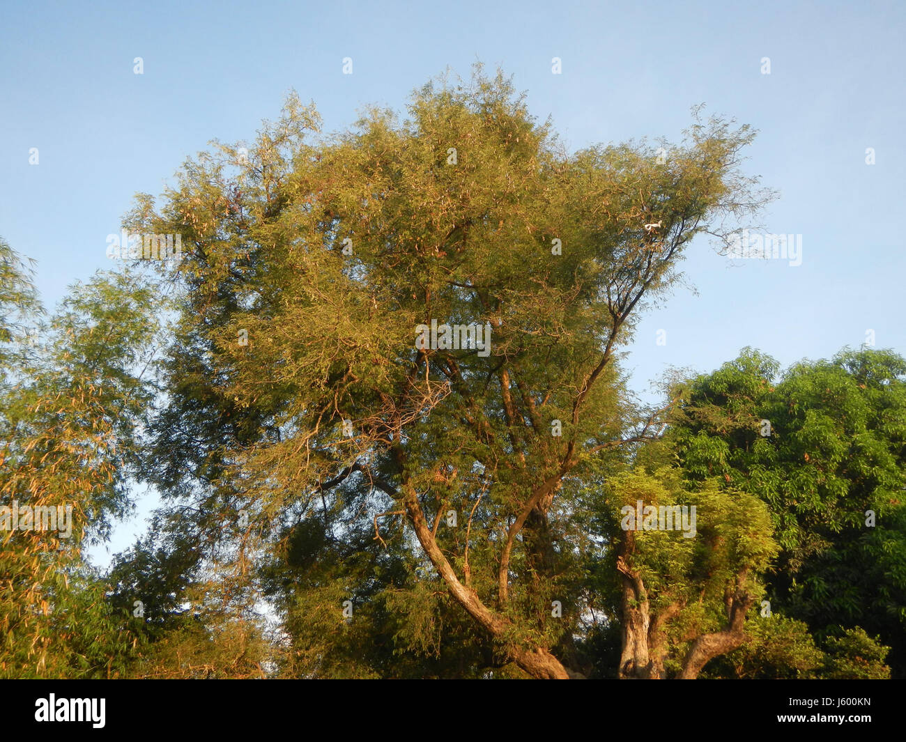 The Heritage Sampaloc Tree in Lanang, Candaba, Pampanga, is a notable ...