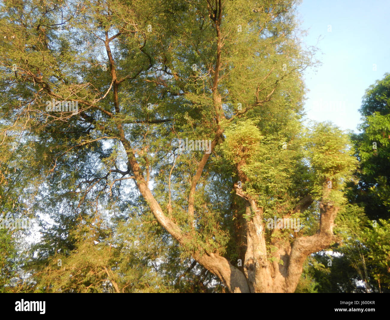 0148 Heritage Sampaloc Tree Lanang Candaba Pampanga Tamarindus indica ...