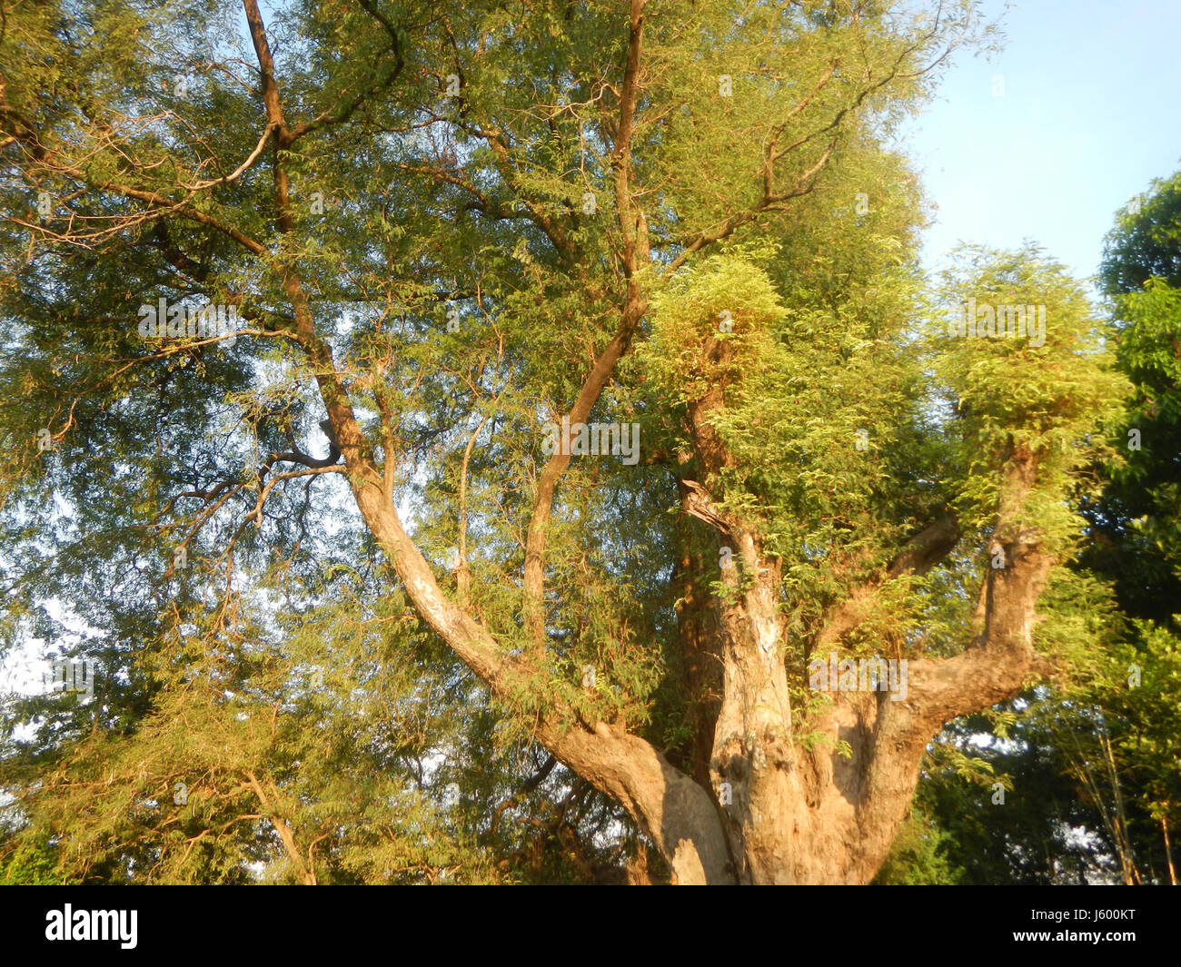 0148 Heritage Sampaloc Tree Lanang Candaba Pampanga Tamarindus indica ...