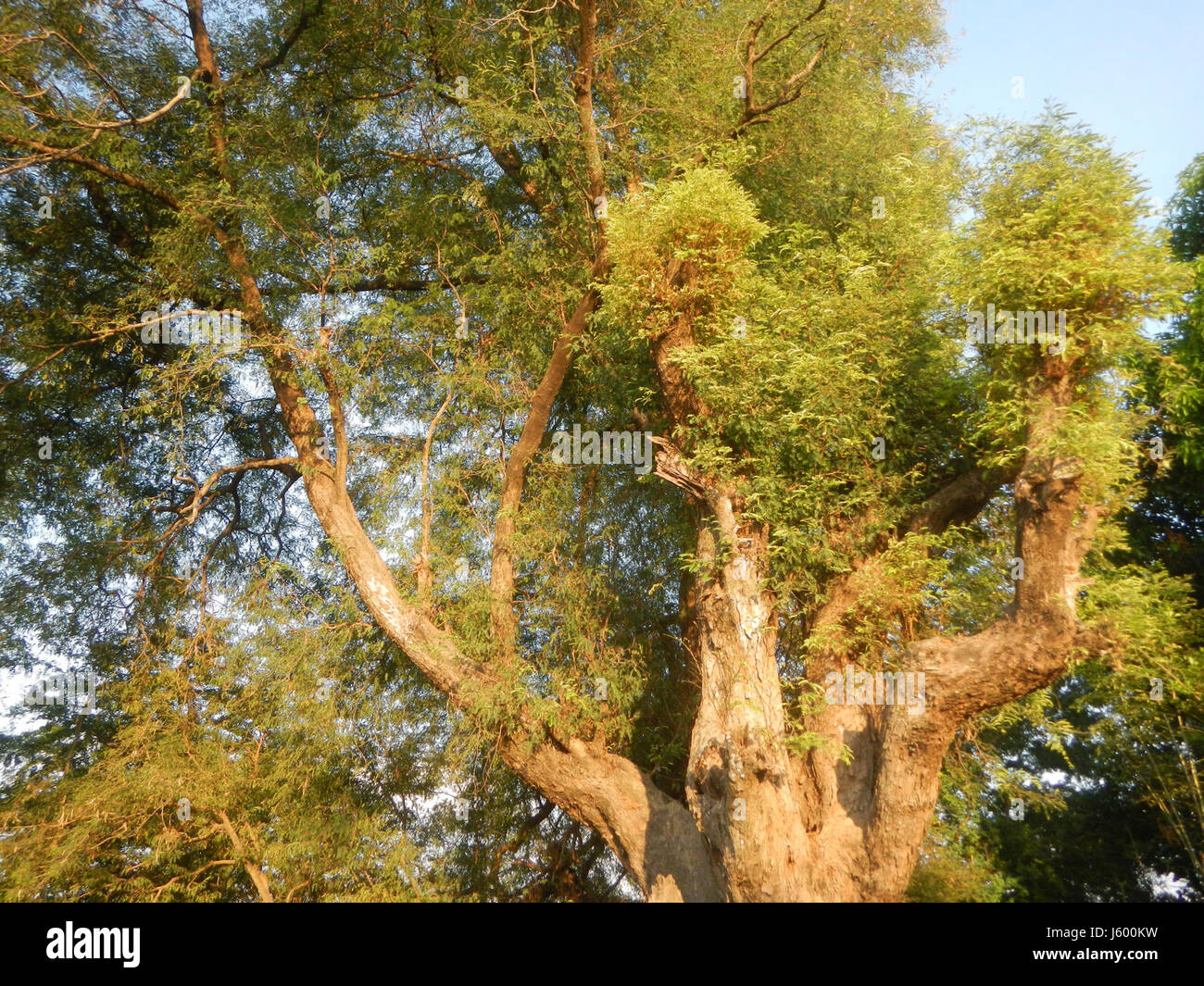 0148 Heritage Sampaloc Tree Lanang Candaba Pampanga Tamarindus indica ...