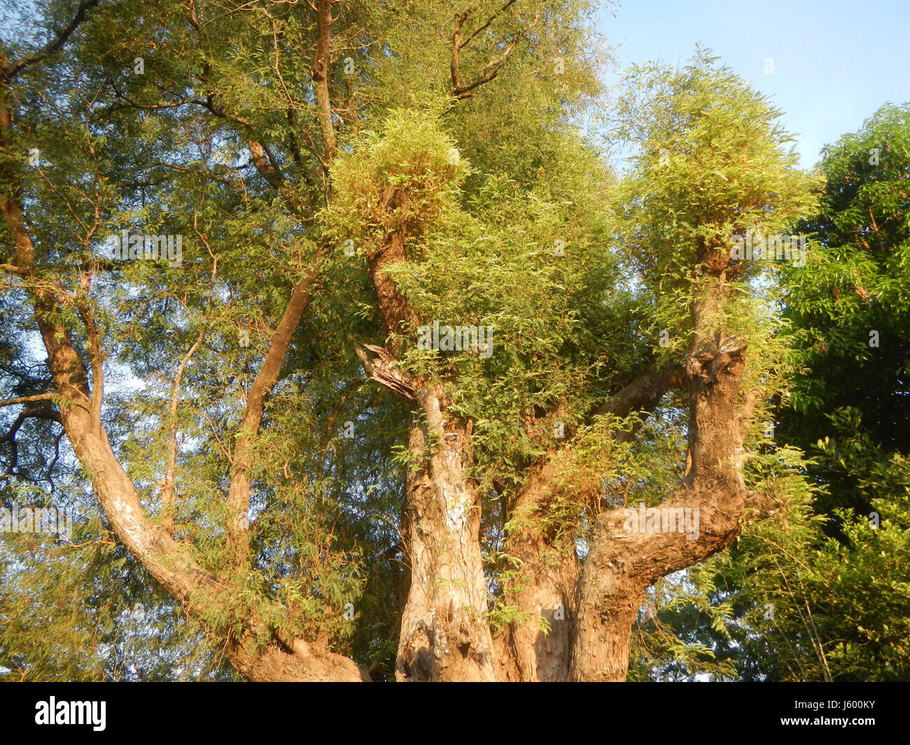The Heritage Sampaloc Tree in Lanang, Candaba, Pampanga, is a notable ...