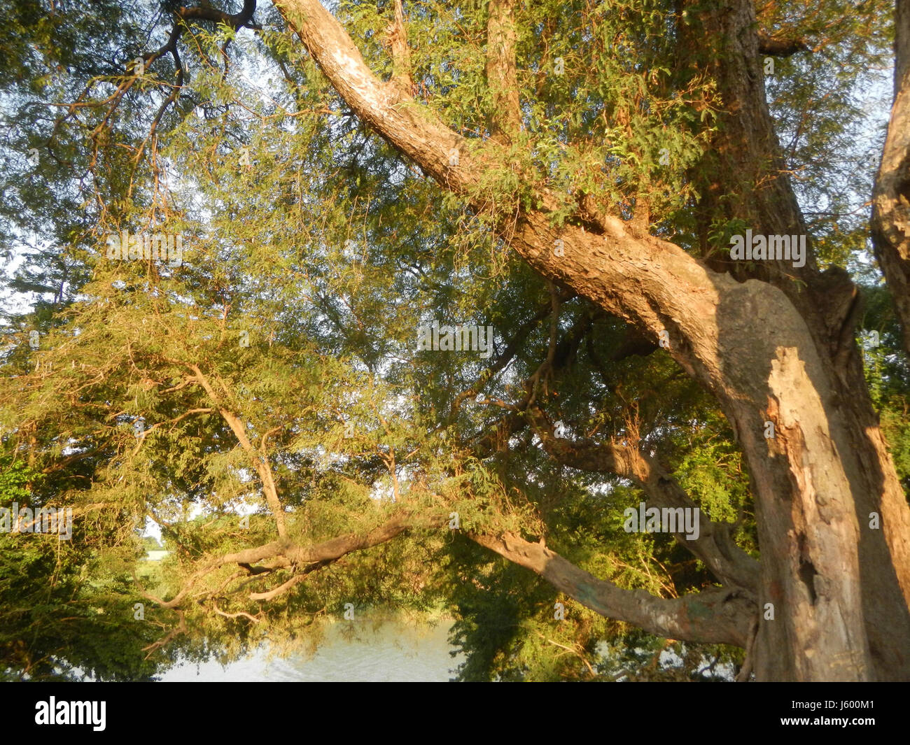 The Heritage Sampaloc Tree, located in Lanang, Candaba, Pampanga ...