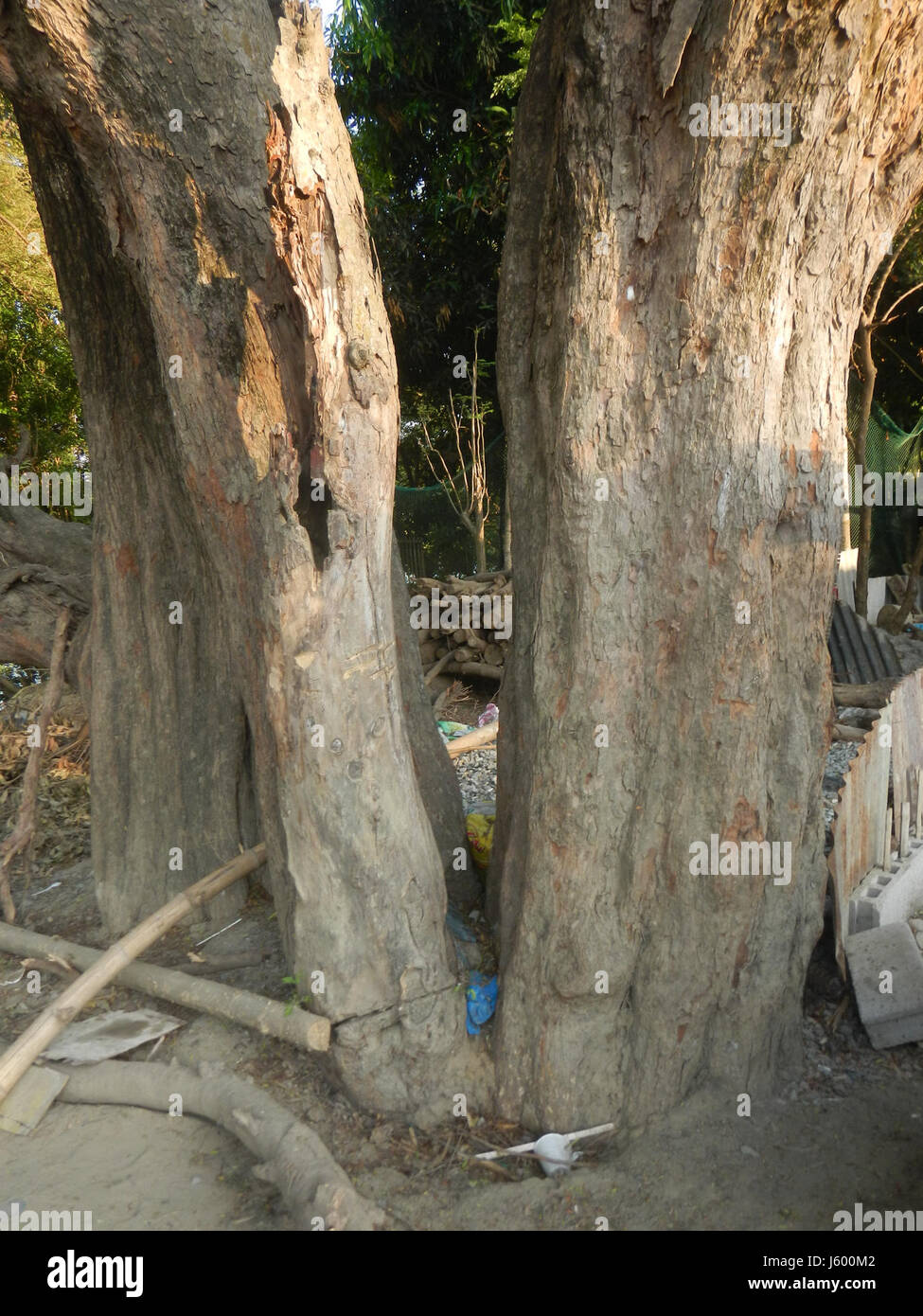0148 Heritage Sampaloc Tree Lanang Candaba Pampanga Tamarindus indica ...