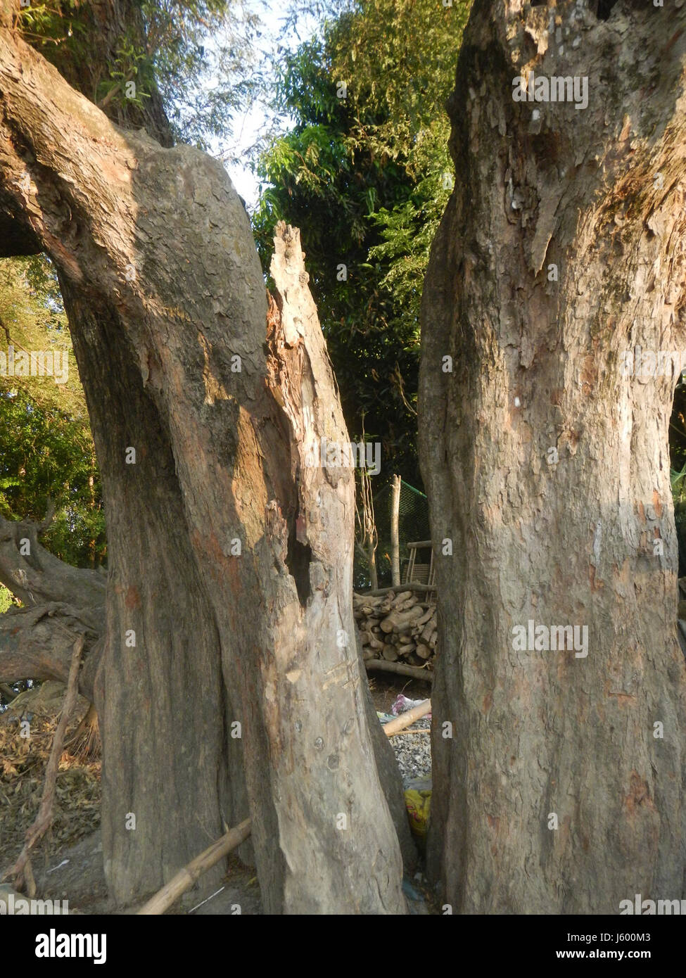 Tamarindus indica drawing hi-res stock photography and images - Alamy