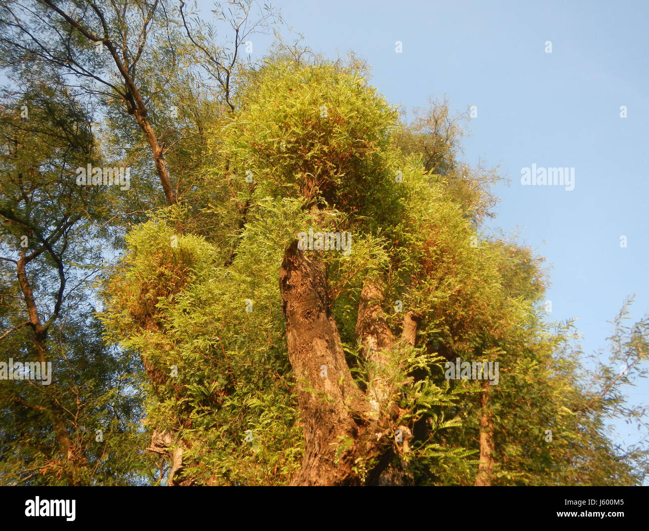 0148 Heritage Sampaloc Tree Lanang Candaba Pampanga Tamarindus indica ...