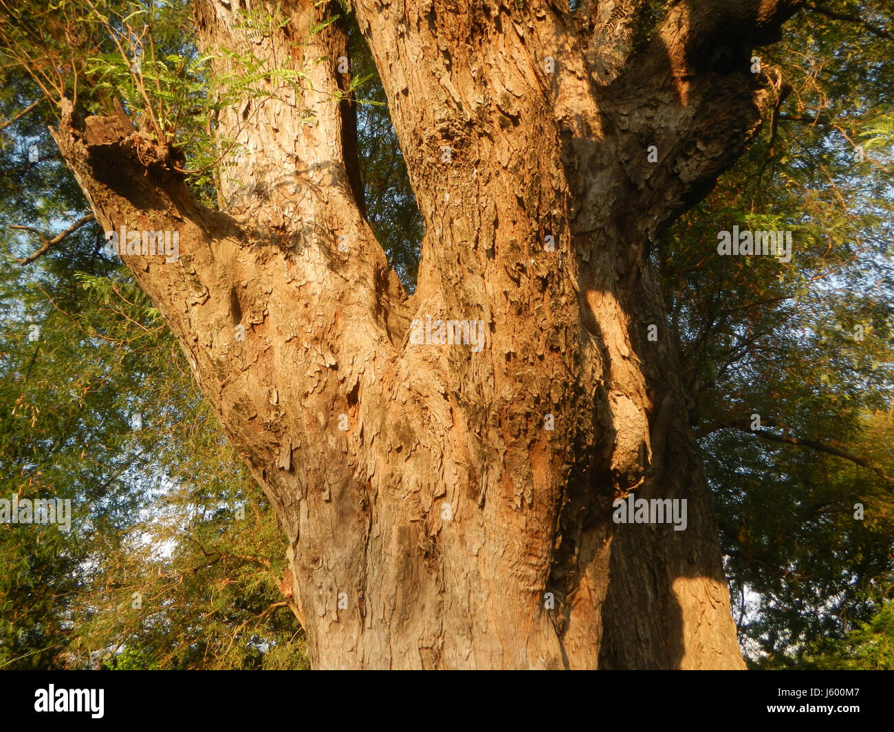 0148 Heritage Sampaloc Tree Lanang Candaba Pampanga Tamarindus indica ...