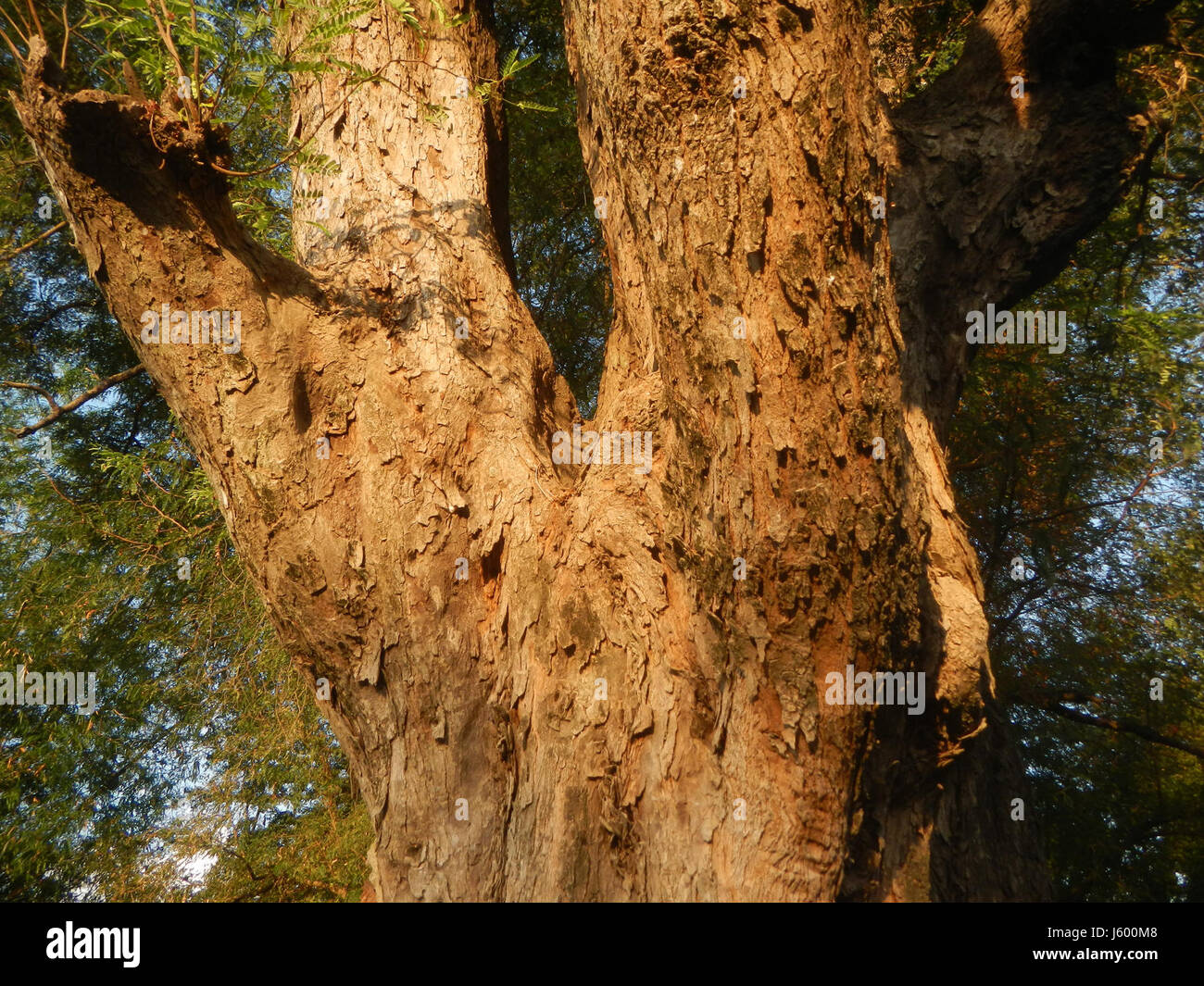 0148 Heritage Sampaloc Tree Lanang Candaba Pampanga Tamarindus indica ...