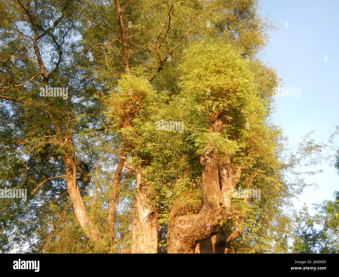 0148 Heritage Sampaloc Tree Lanang Candaba Pampanga Tamarindus indica ...