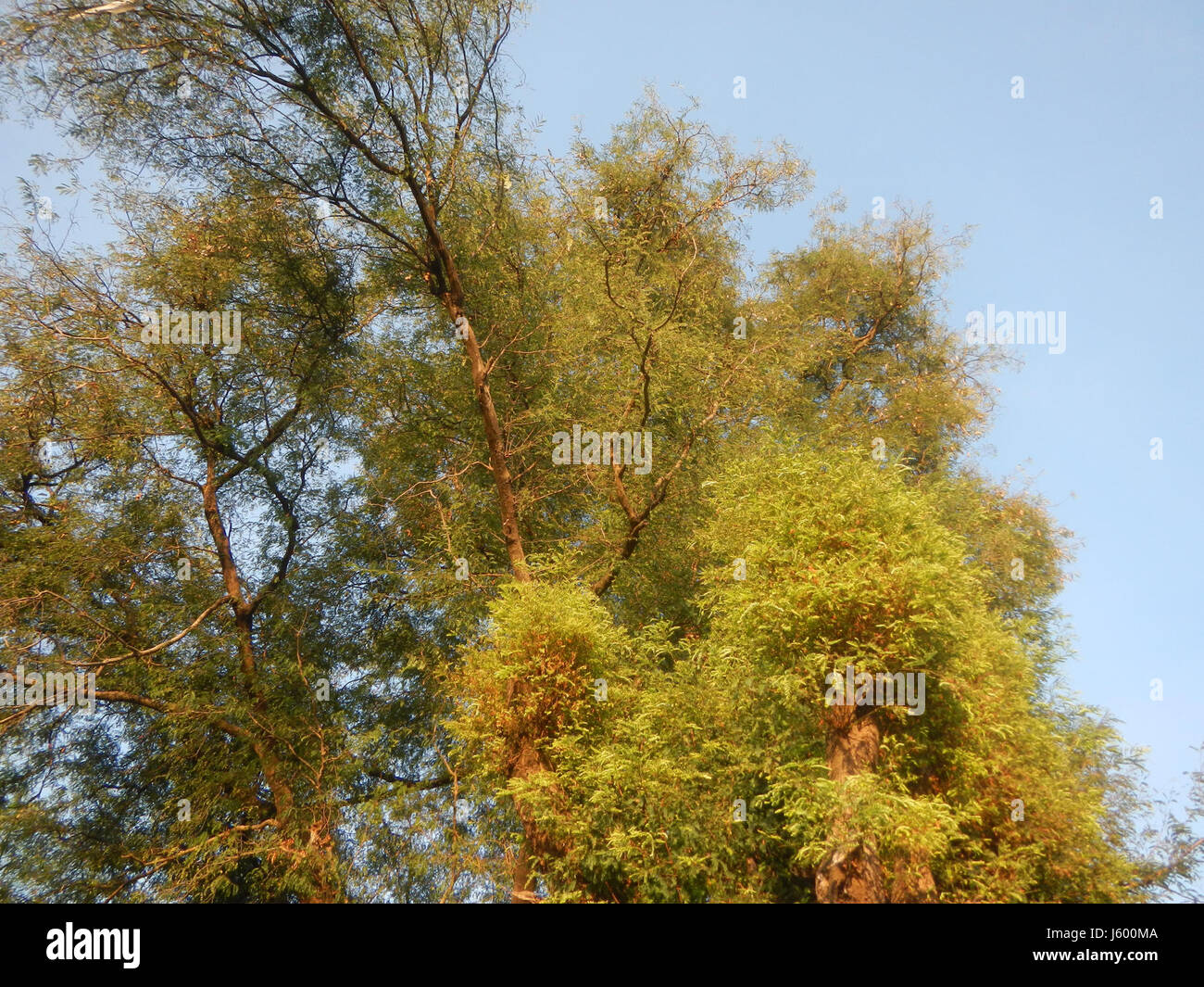 The Heritage Sampaloc Tree in Lanang, Candaba, Pampanga, is a ...