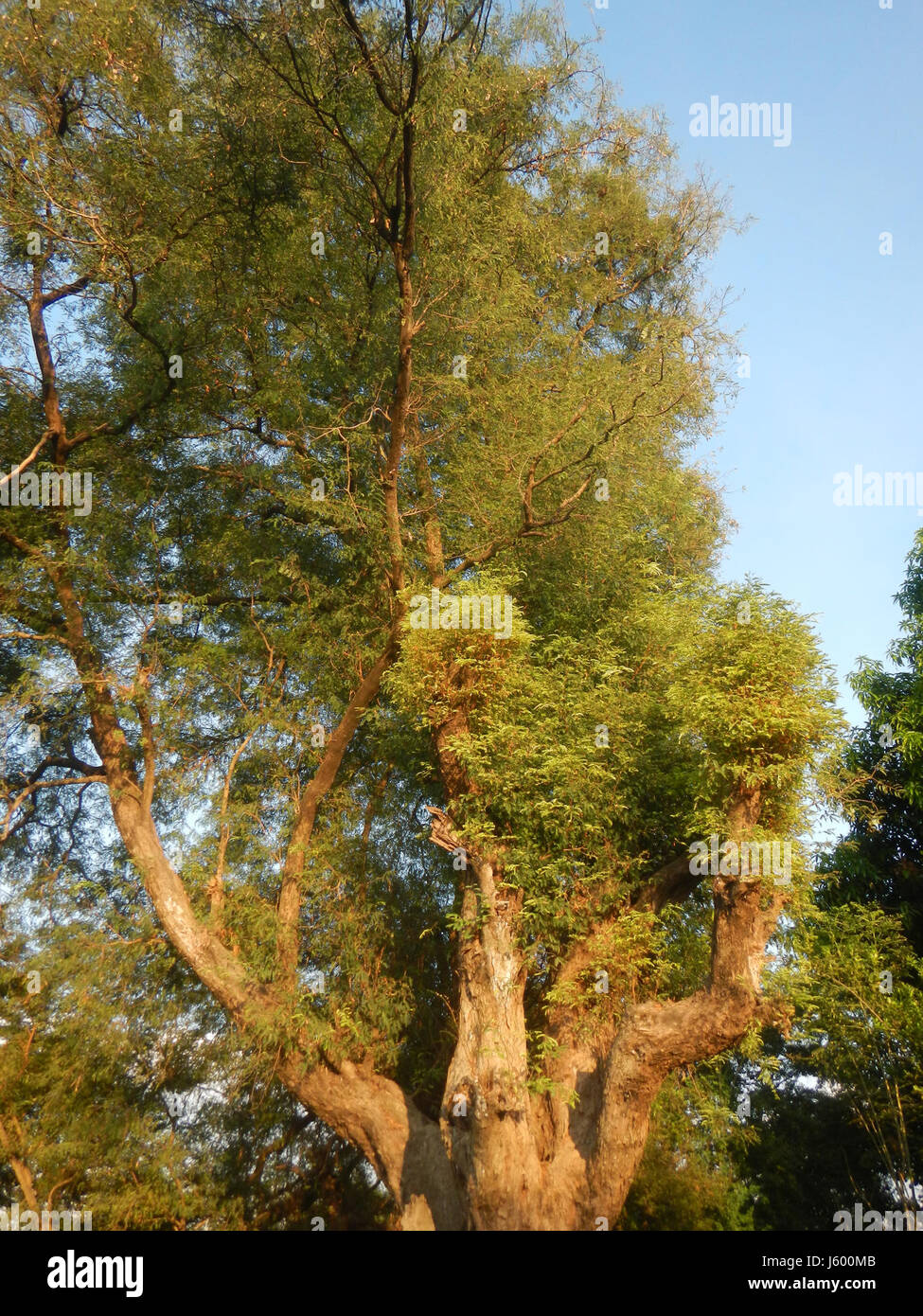 This refers to a Heritage Sampaloc Tree in Candaba, Pampanga ...