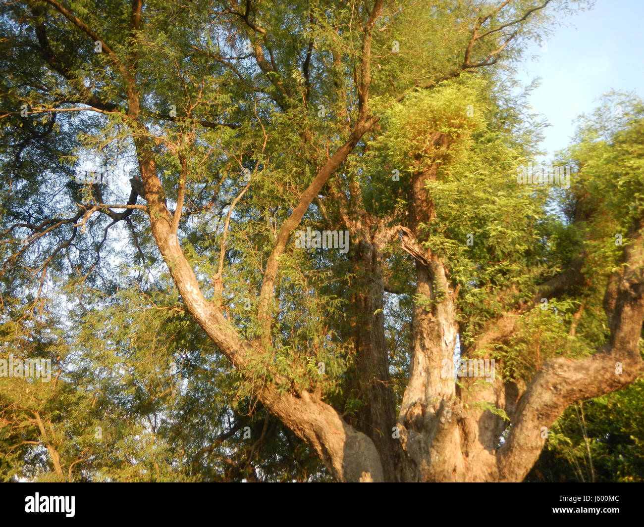 The Heritage Sampaloc Tree in Lanang, Candaba, Pampanga, is a notable ...