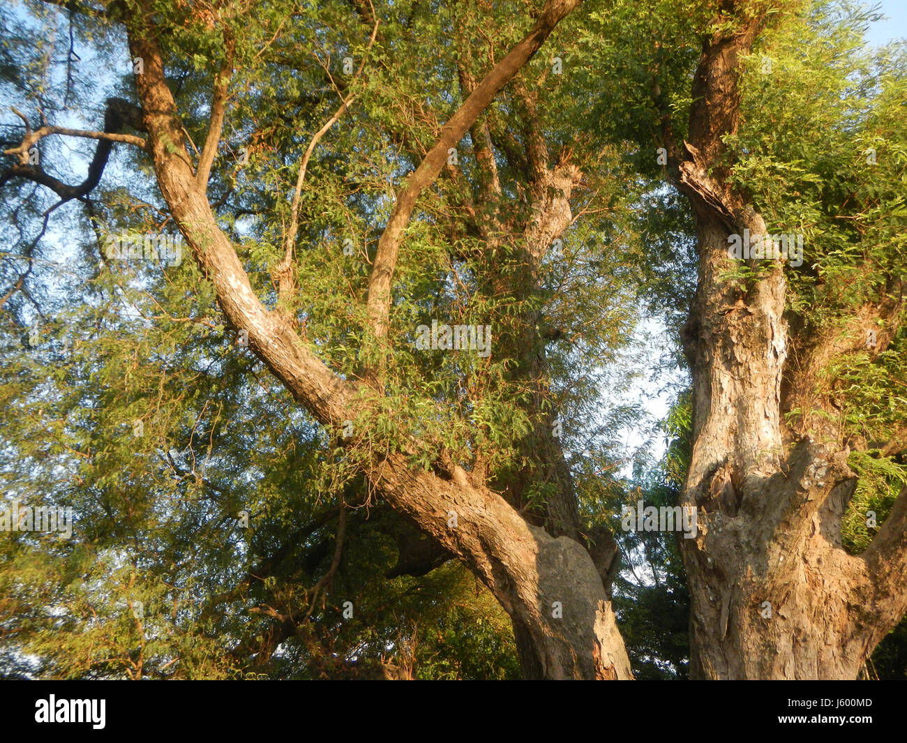 The Heritage Sampaloc tree, located in Lanang, Candaba, Pampanga, is a ...