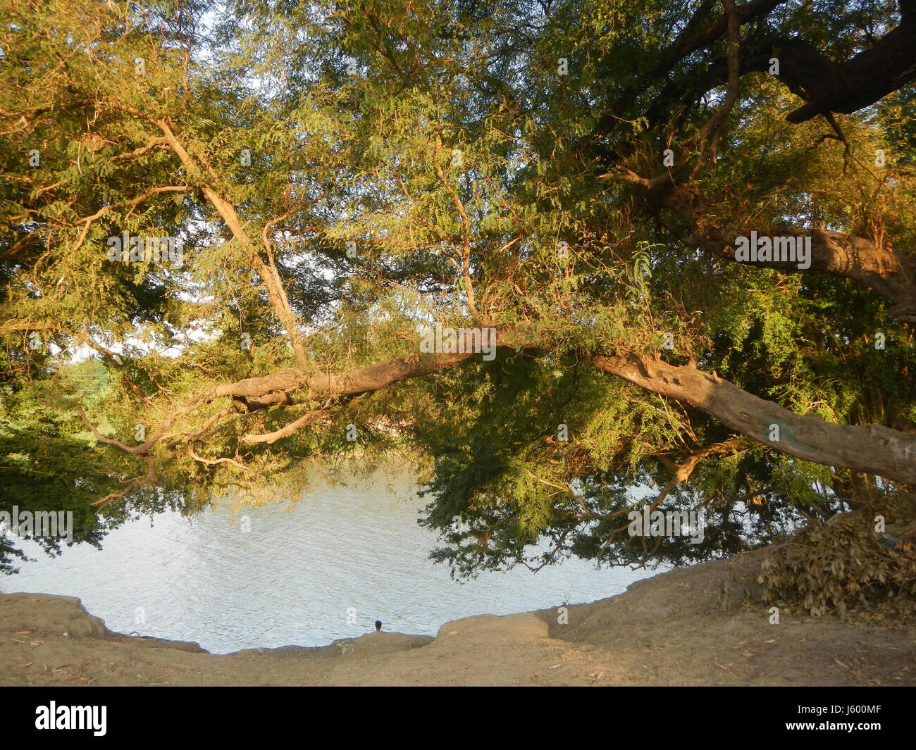 The Heritage Sampaloc Tree, located in Lanang, Candaba, Pampanga, is a ...