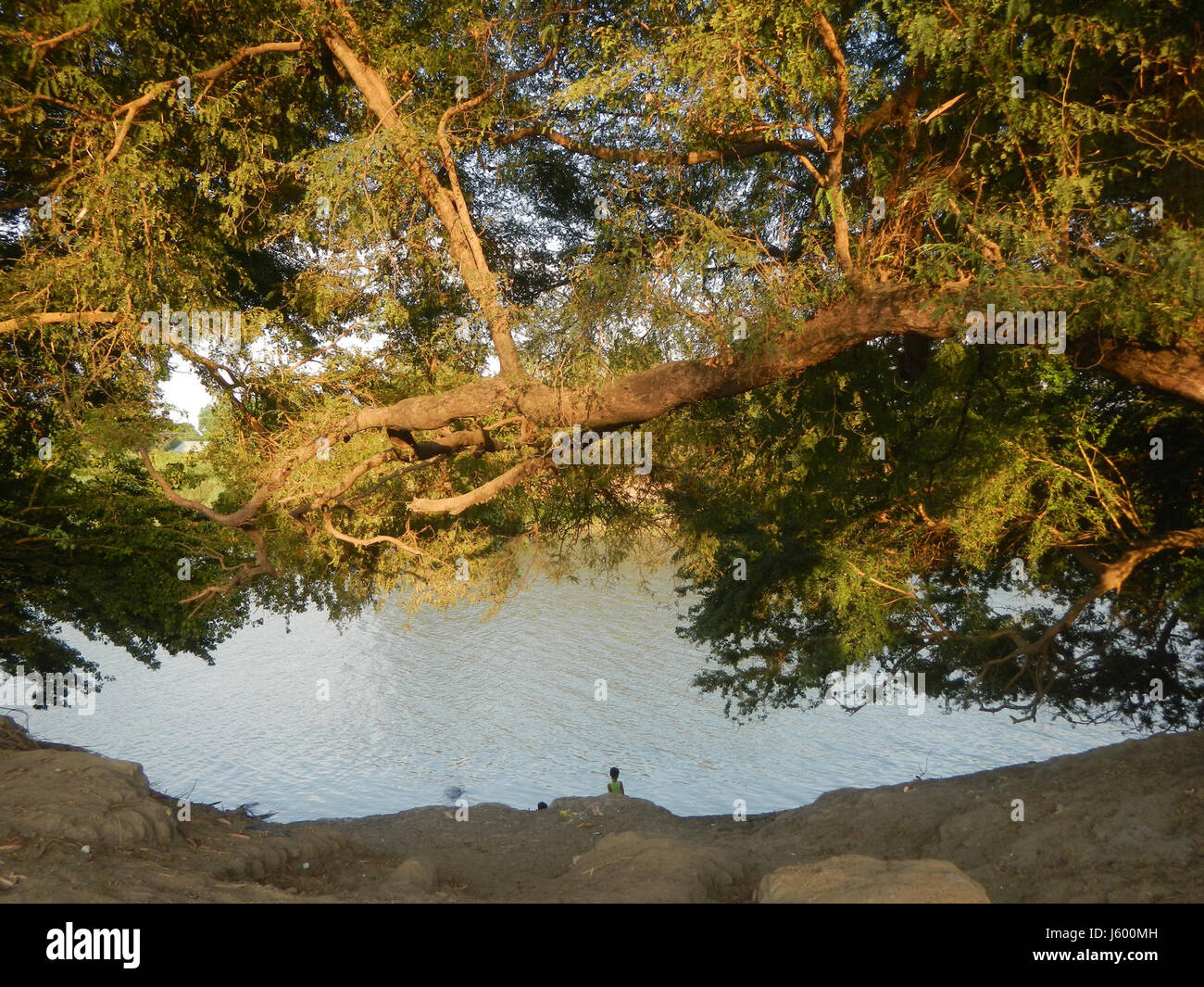 0148 Heritage Sampaloc Tree Lanang Candaba Pampanga Tamarindus indica ...
