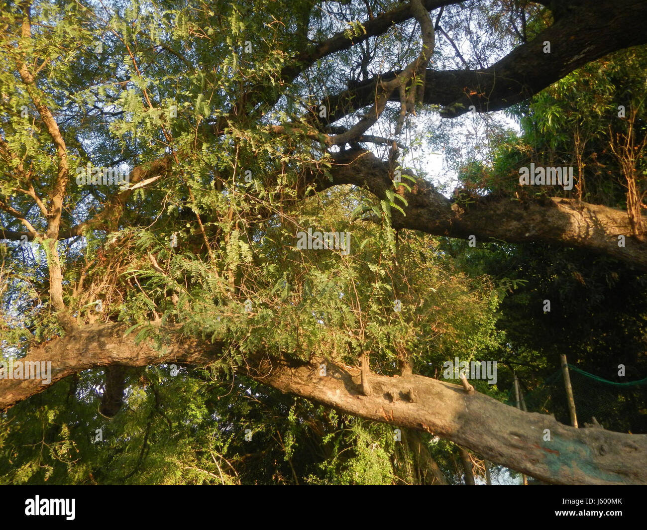 0148 Heritage Sampaloc Tree Lanang Candaba Pampanga Tamarindus indica ...
