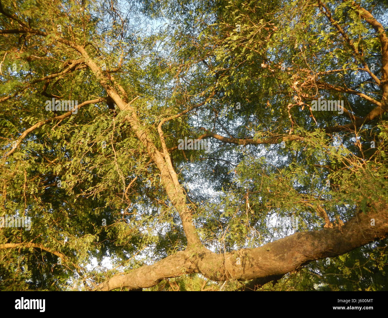 0148 Heritage Sampaloc Tree Lanang Candaba Pampanga Tamarindus indica ...