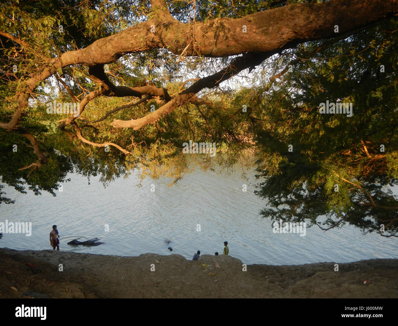 0148 Heritage Sampaloc Tree Lanang Candaba Pampanga Tamarindus indica ...