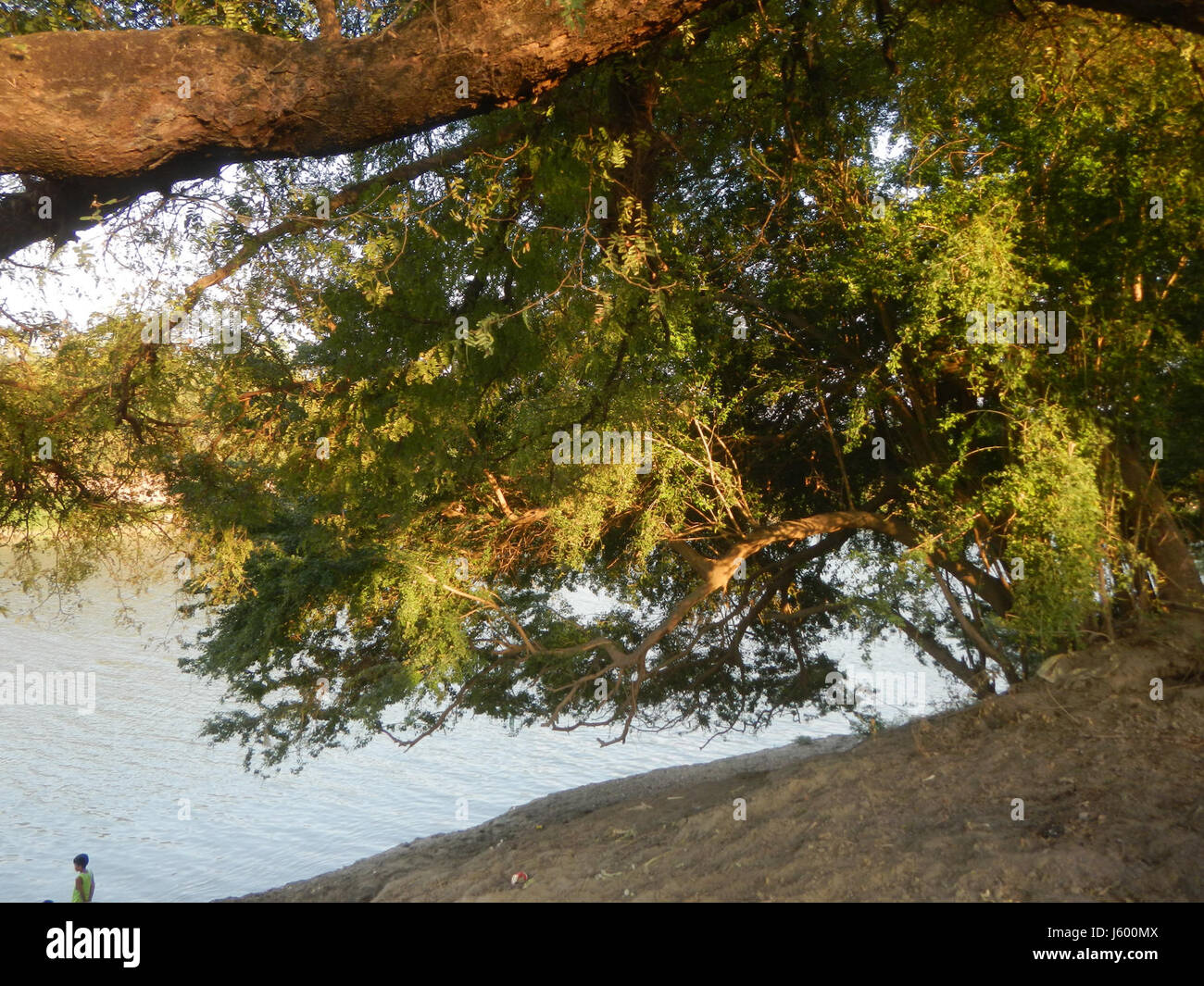 The Heritage Sampaloc Tree in Lanang, Candaba, Pampanga, is a ...