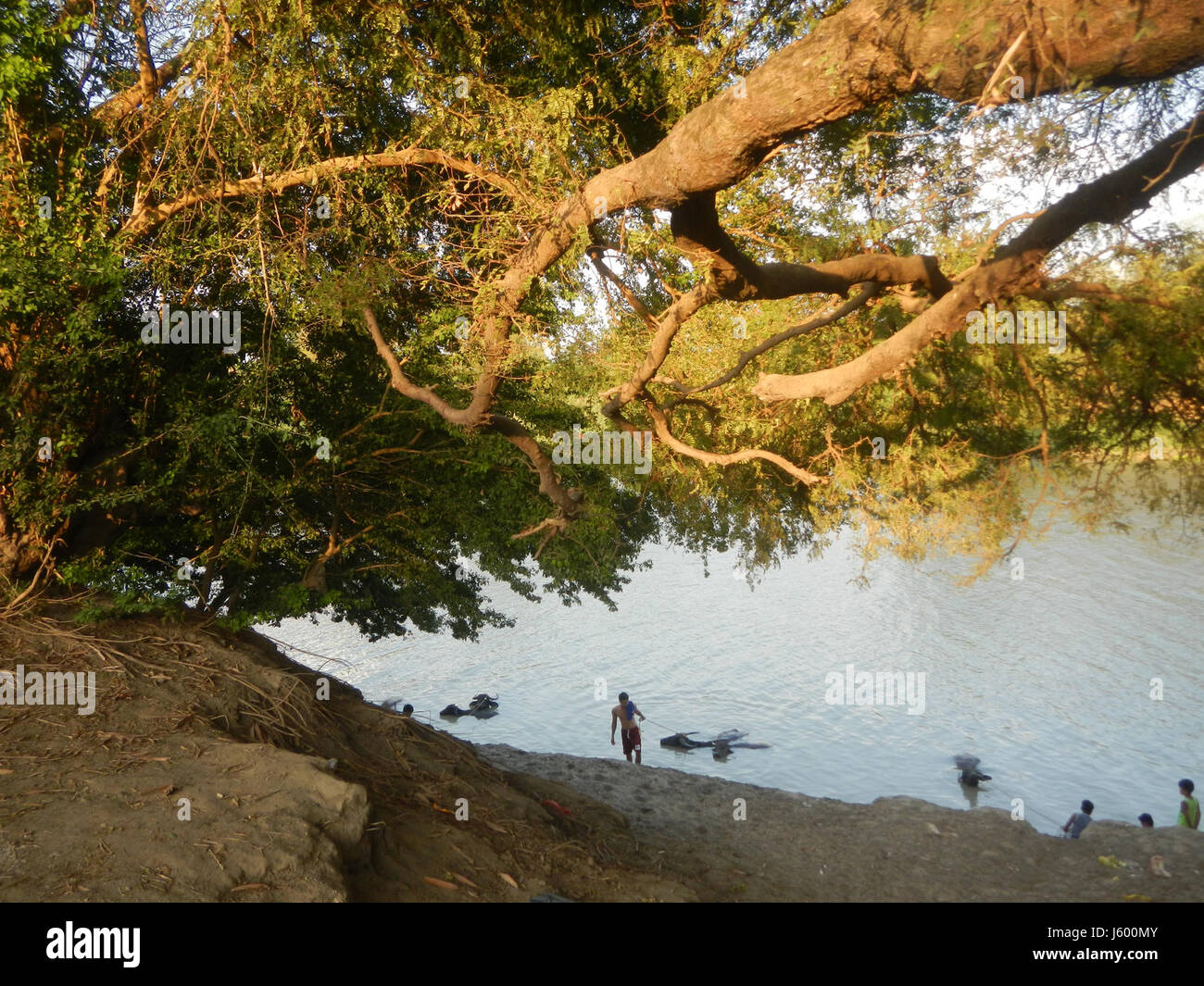 0148 Heritage Sampaloc Tree Lanang Candaba Pampanga Tamarindus indica ...