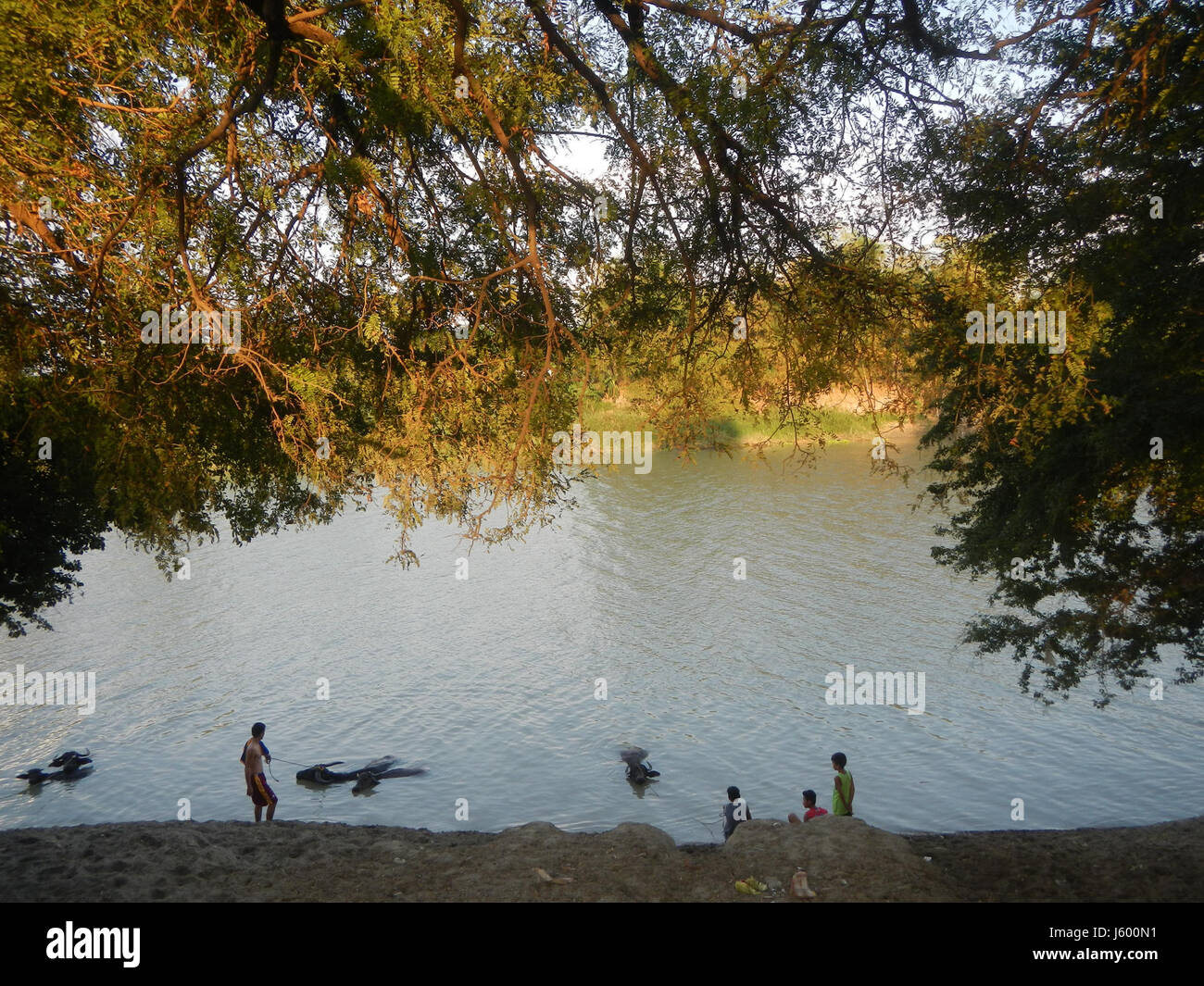 This refers to the Heritage Sampaloc Tree in Lanang, Candaba, Pampanga ...