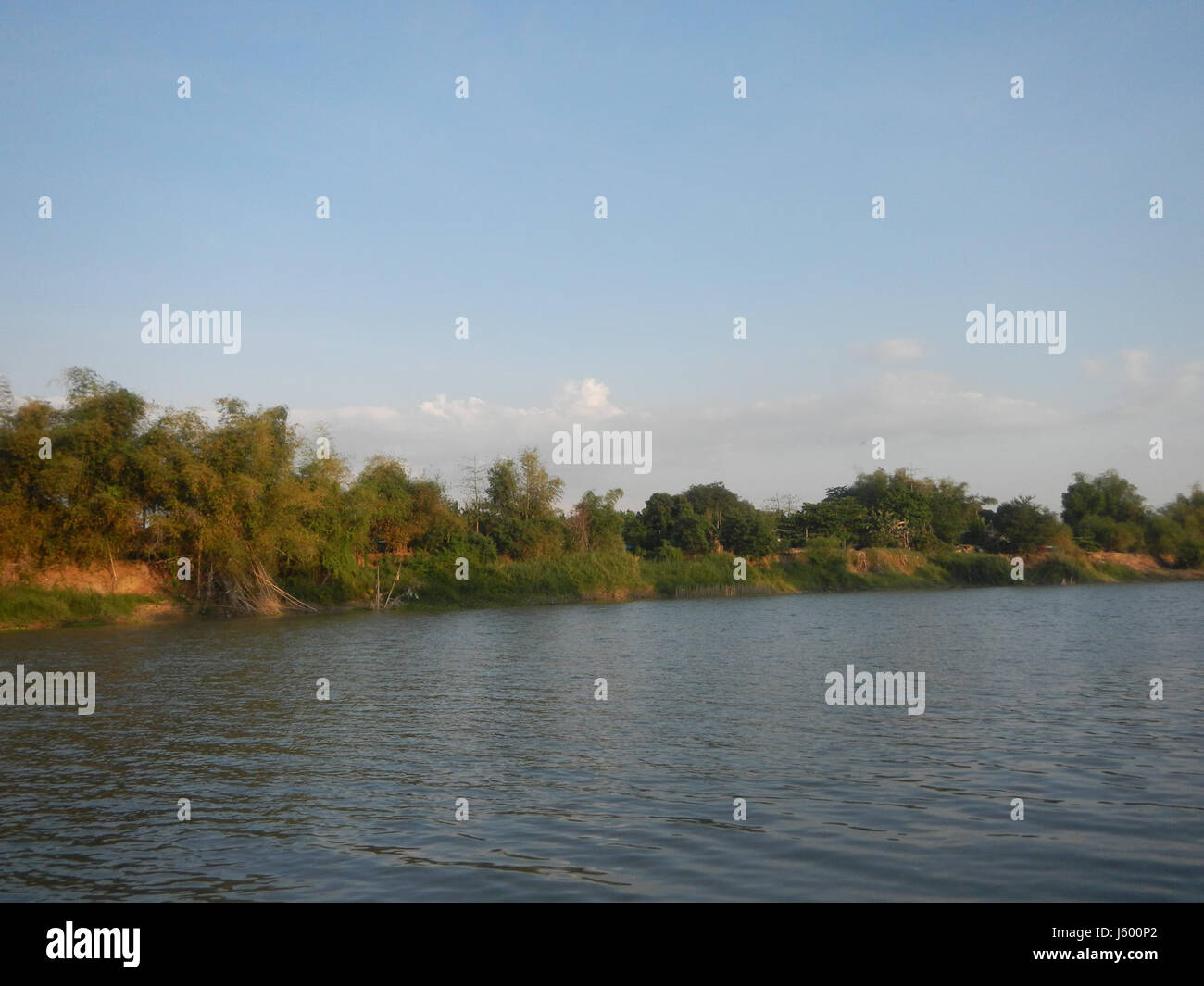 This image shows carabaos bathing in the Lanang River in Candaba ...