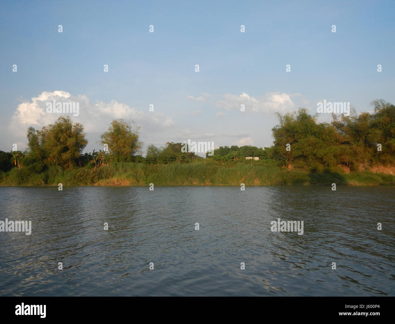 This image depicts carabaos (water buffaloes) bathing in the Pampanga ...