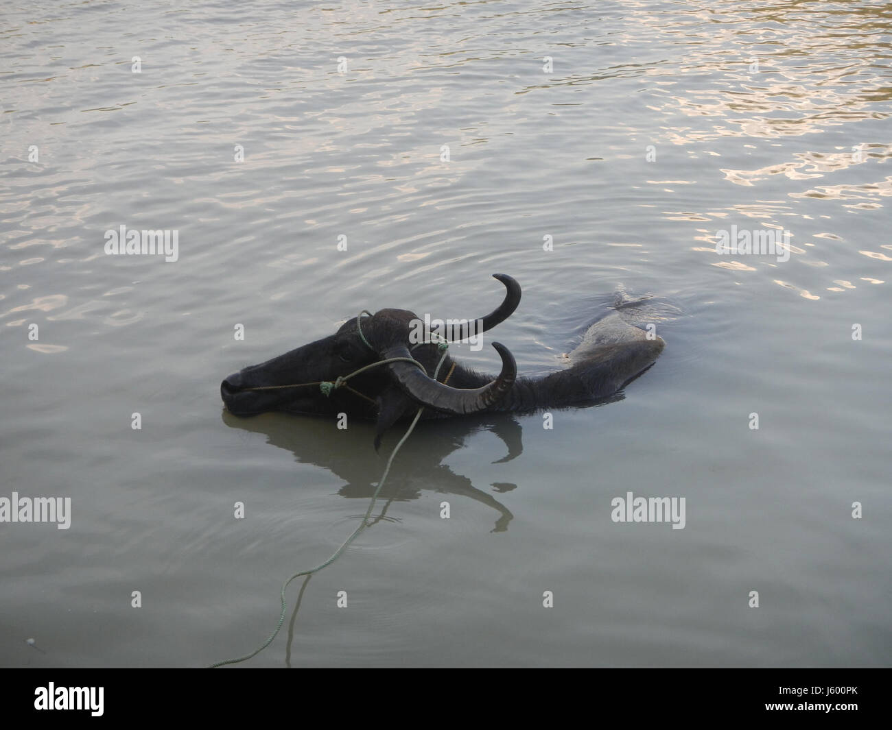 This image depicts the bathing of carabaos (water buffalo) in the ...