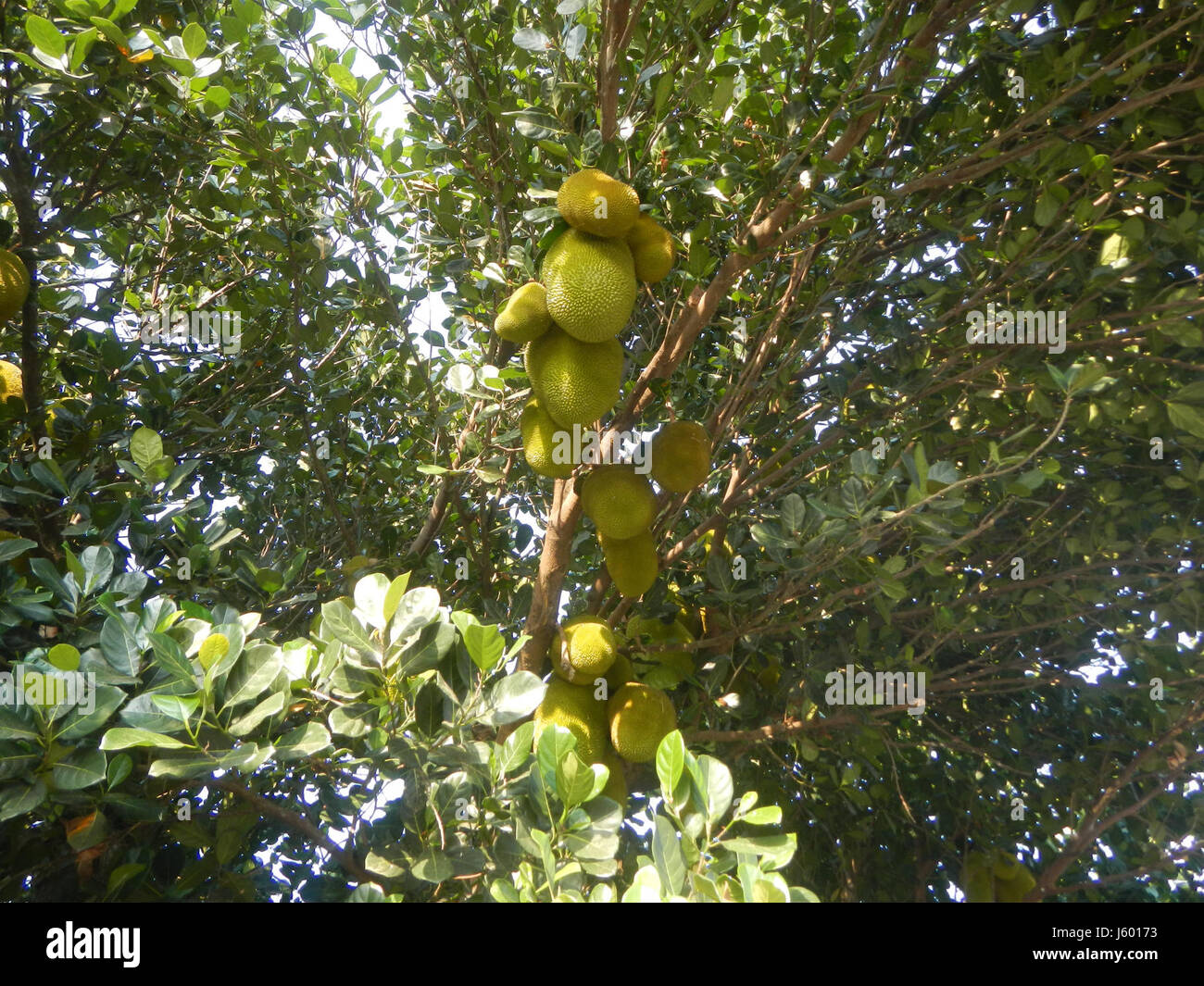 01420 Grasslands, trees Roads Sipat Dampol Lagundi, Plaridel 32 Stock ...