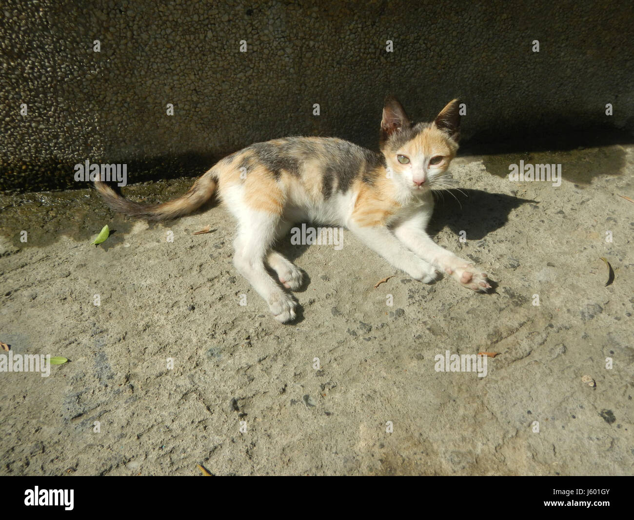 Duhat plum hi-res stock photography and images - Alamy