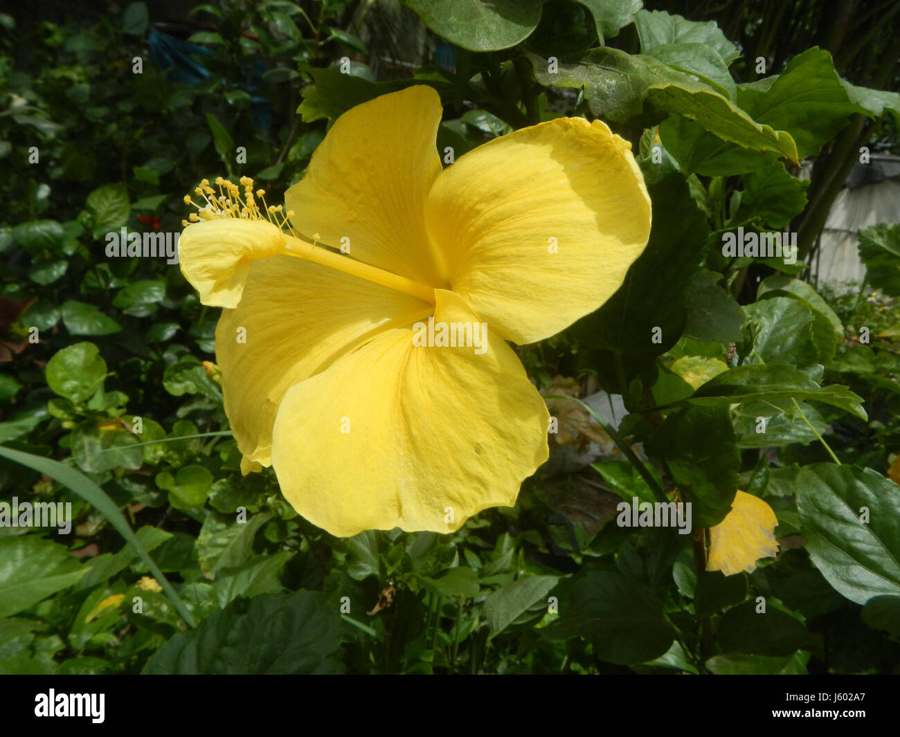 Hibiscus rosa-sinensis, commonly known as the Chinese hibiscus, is a ...
