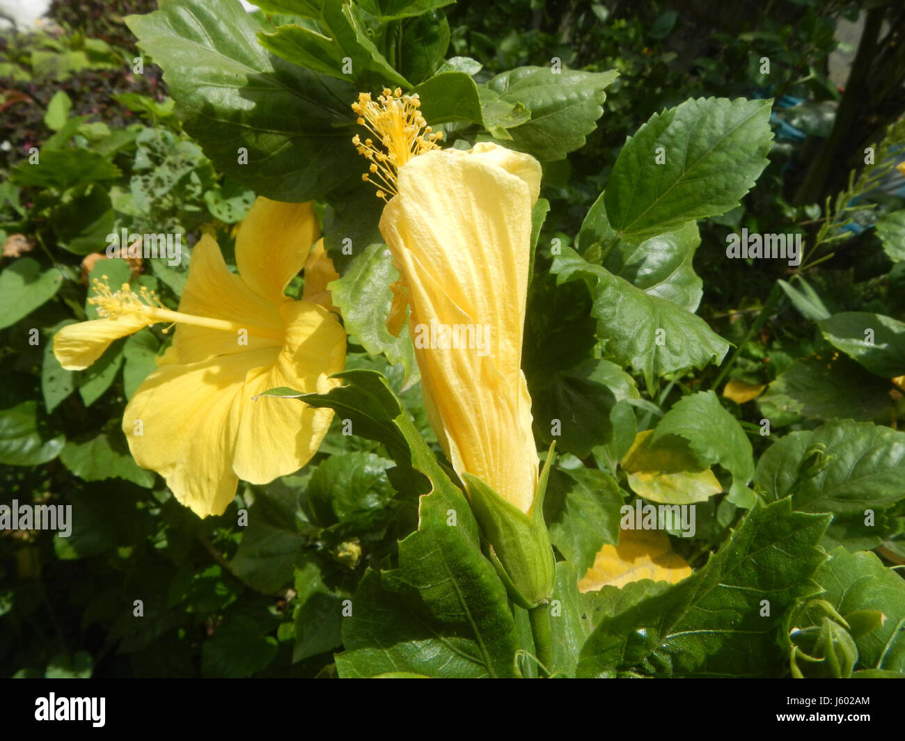 Hibiscus rosa-sinensis, commonly known as the Chinese hibiscus, is ...