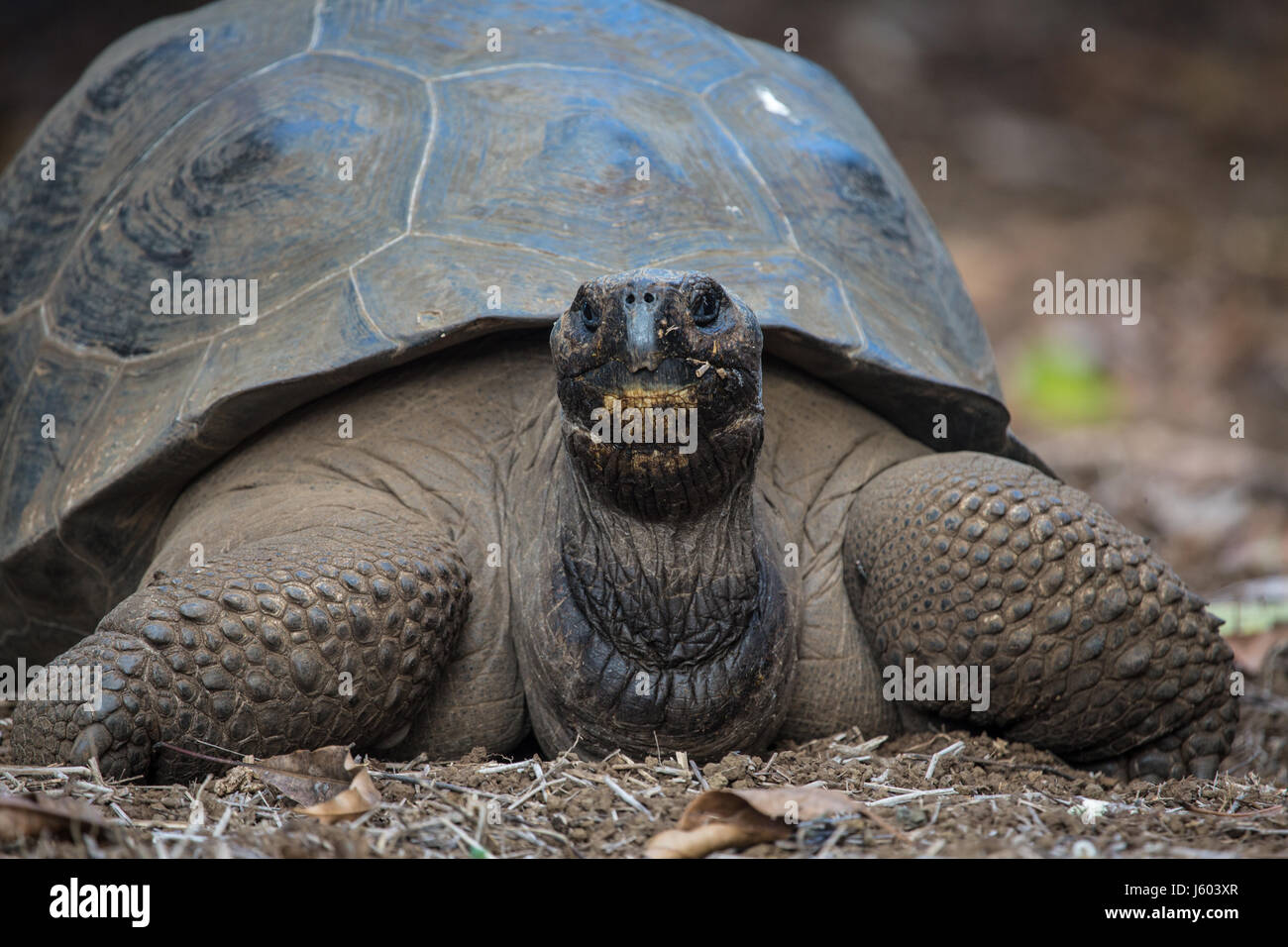 Fat Tortoise 210+ Fat Turtle Stock Photos, Pictures & Royalty Free