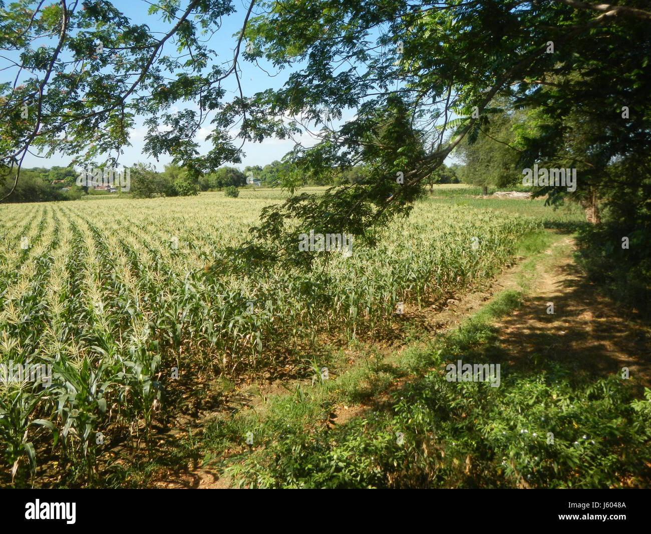 This image shows maize fields located in Sipat Dampol, Plaridel ...