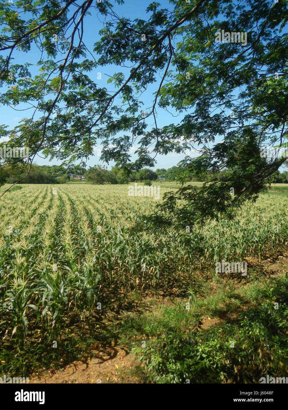 The maize fields in Sipat Dampol, located in Plaridel, Bulacan ...